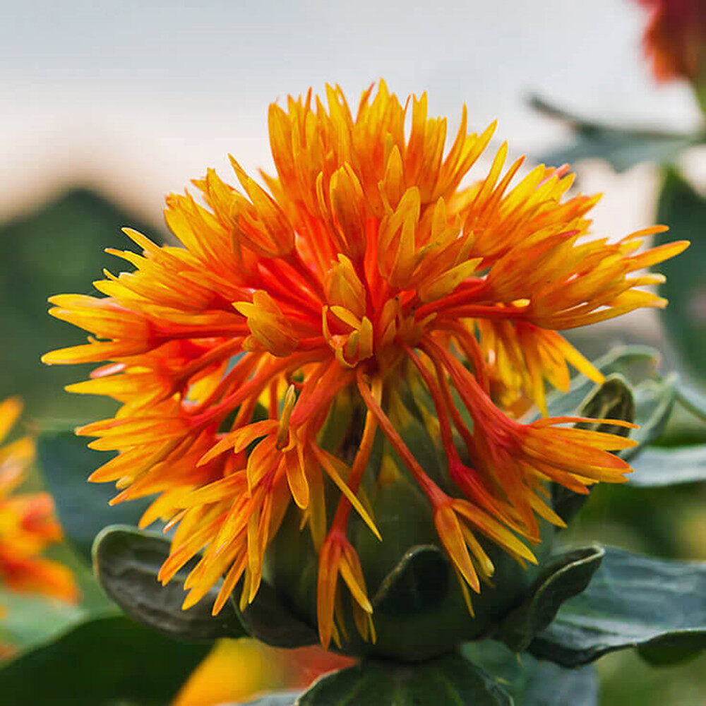 Safflower (Carthamus tinctorius): Uses & Benefits | ADISS TRADING