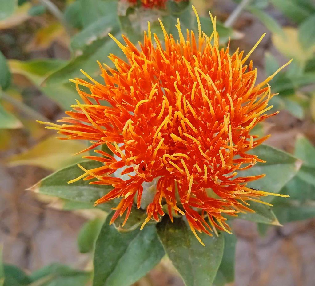 BUY AND PRICE OF ORGANIC DRIED SAFFLOWER | ADISS — Medicinal Herbs ...