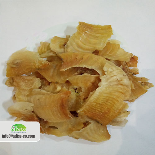 What is tragacanth gum and in what cases is it used? | ADISS TRADING ...