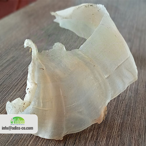 What is tragacanth gum and in what cases is it used? | ADISS TRADING ...