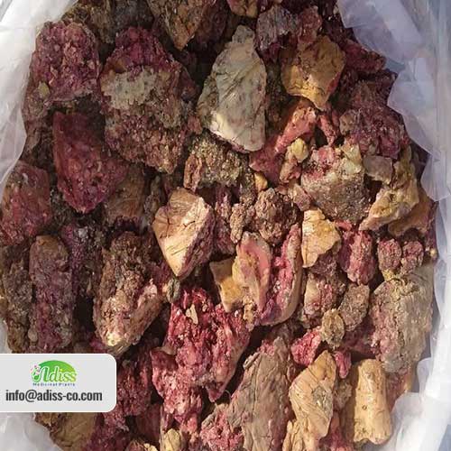 What are the benefits of asafoetida gum? | ADISS TRADING